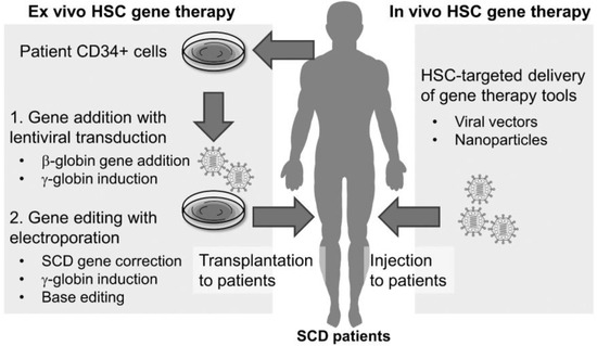 Hematopoietic Stem Cell Gene-Addition/Editing Therapy in Sickle Cell ...