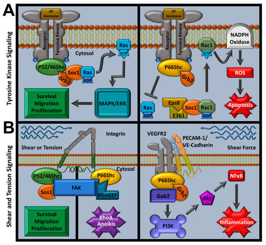 p66Shc in Cardiovascular Pathology