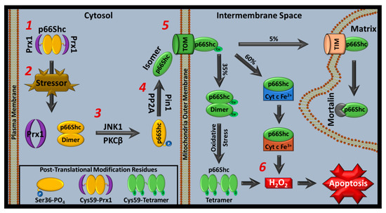 p66Shc in Cardiovascular Pathology