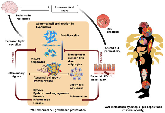 Obesity: The Fat Tissue Disease Version of Cancer