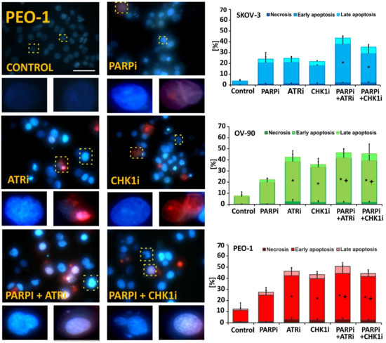 Cells | Free Full-Text | The Influence of PARP, ATR, CHK1 Inhibitors on ...