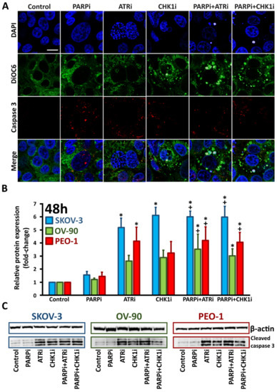 Cells | Free Full-Text | The Influence of PARP, ATR, CHK1 Inhibitors on ...