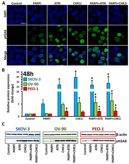 Cells | Free Full-Text | The Influence of PARP, ATR, CHK1 Inhibitors on ...