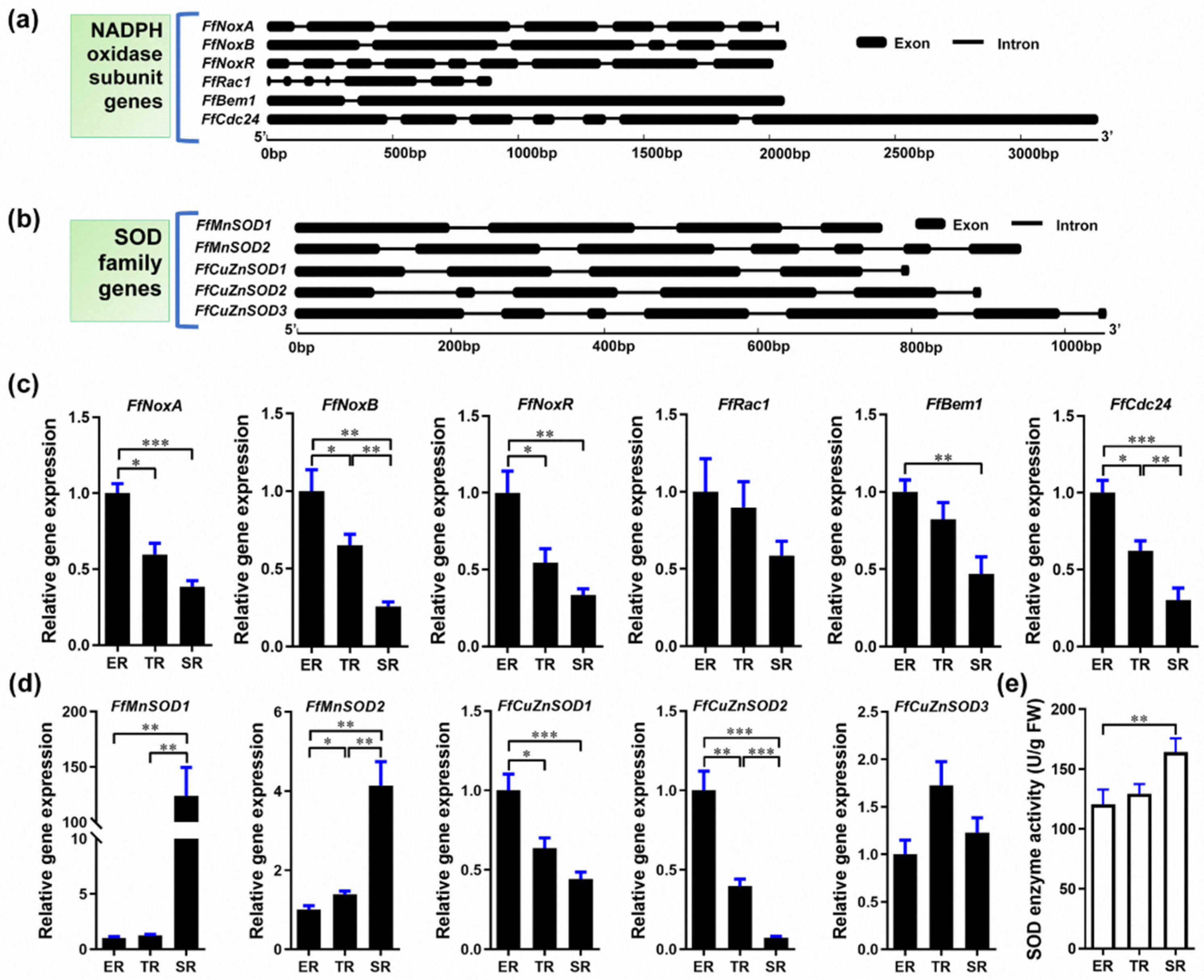 Reactive Oxygen Species Distribution Involved in Stipe Gradient ...