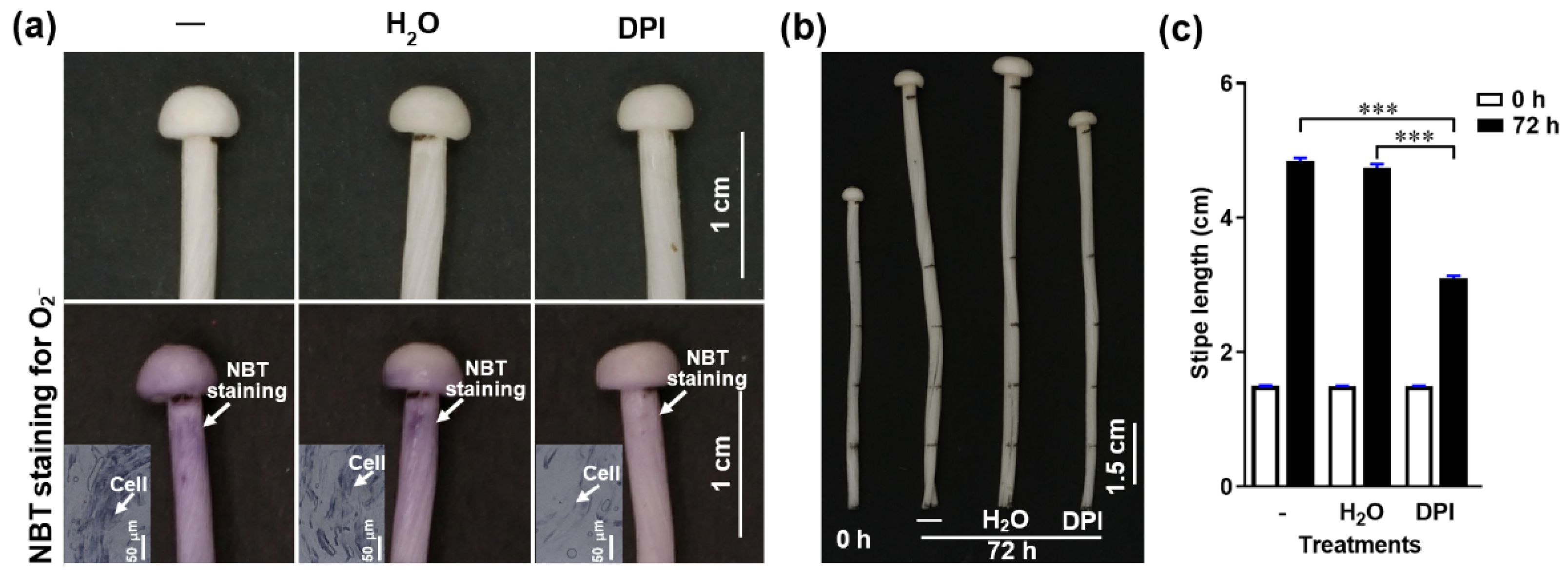 Reactive Oxygen Species Distribution Involved in Stipe Gradient ...