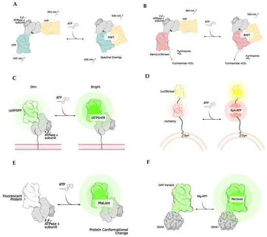 Genetically Encoded ATP Biosensors for Direct Monitoring of Cellular ...