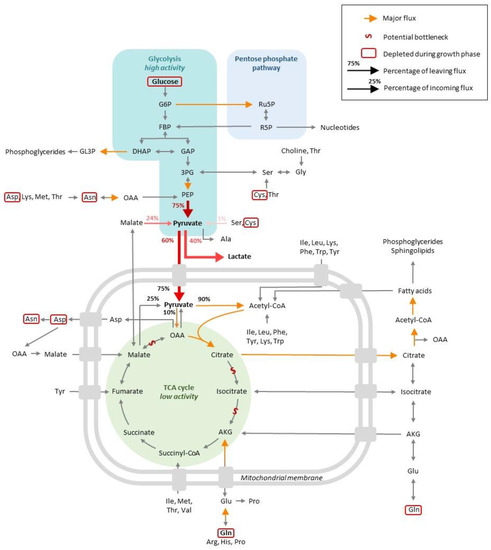 Metabolic Profiling of CHO Cells during the Production of Biotherapeutics