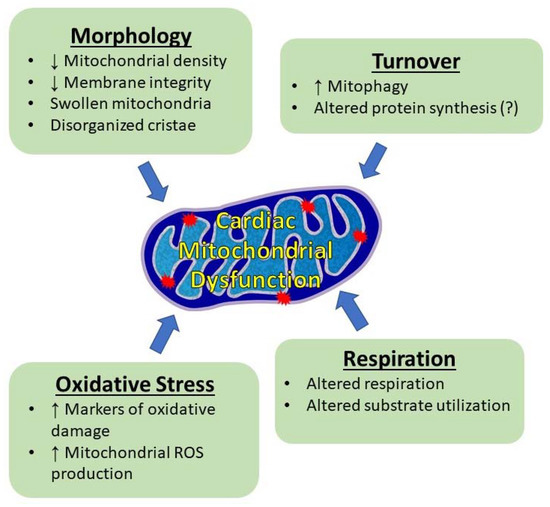 Cardiac Remodeling in Cancer-Induced Cachexia: Functional, Structural ...