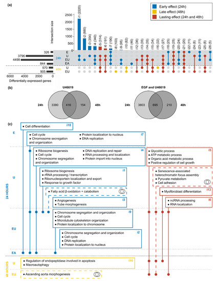 The Functional Interaction of EGFR with AT1R or TP in Primary Vascular ...