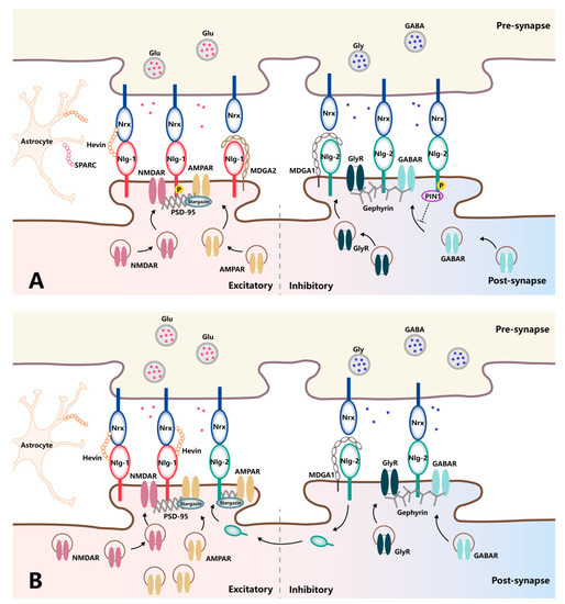 Modulation of Trans-Synaptic Neurexin–Neuroligin Interaction in ...