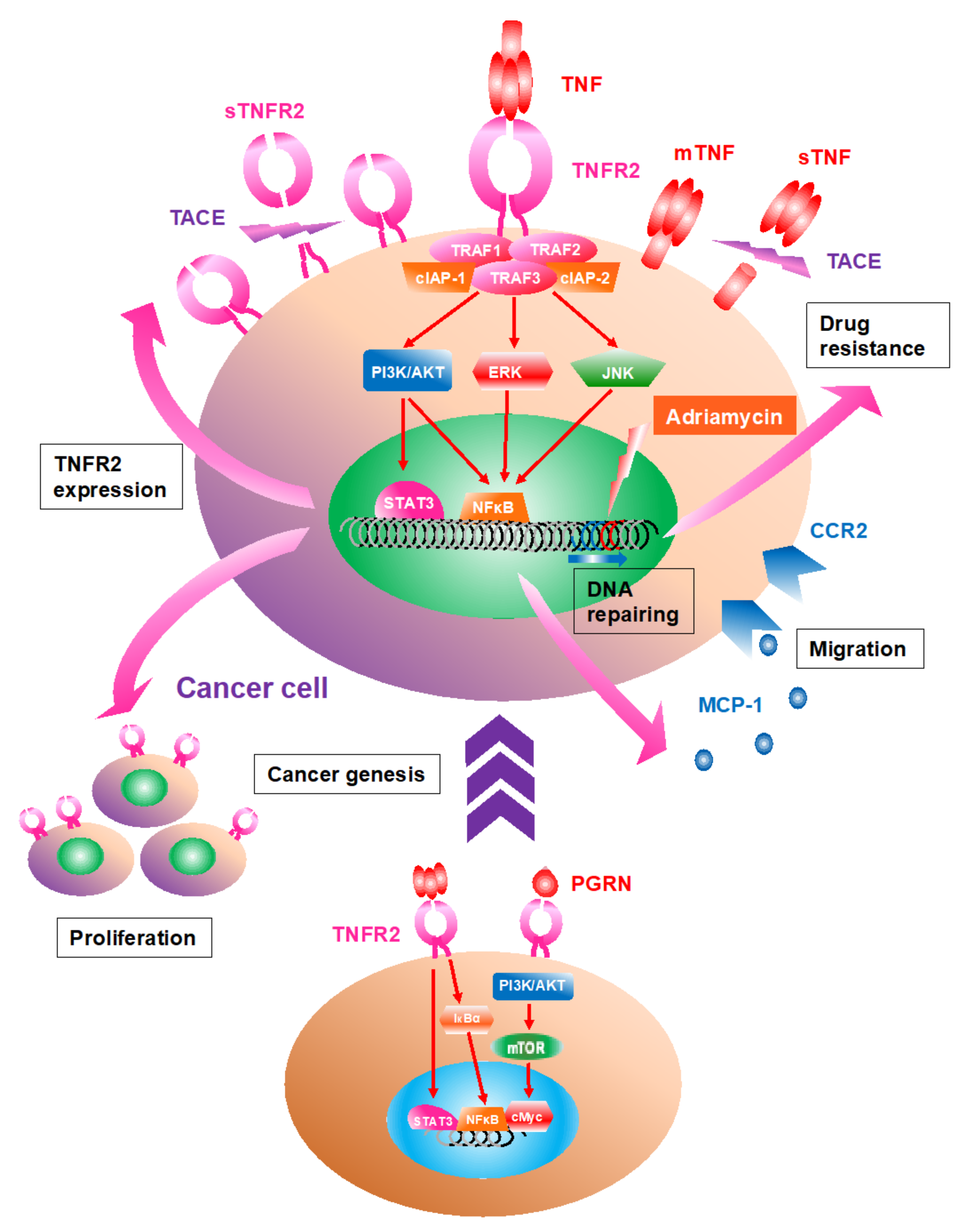 Cells Free Full Text The Roles Of Tnfr2 Signaling In Cancer Cells