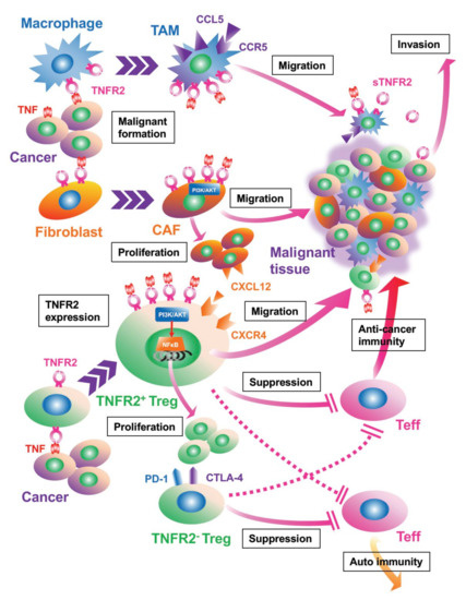 The Roles of TNFR2 Signaling in Cancer Cells and the Tumor ...