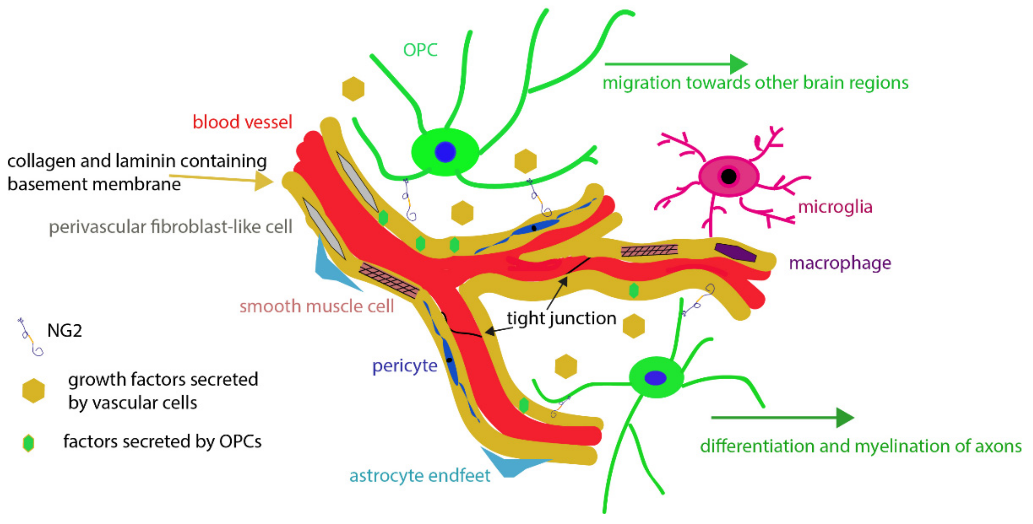 Reciprocal Interactions between Oligodendrocyte Precursor Cells and the ...