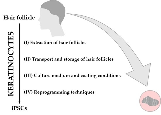 Cells | Free Full-Text | Generating iPSCs with a High-Efficient, Non ...
