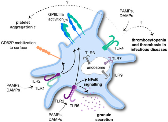 Platelets at the Crossroads of Pro-Inflammatory and Resolution Pathways ...