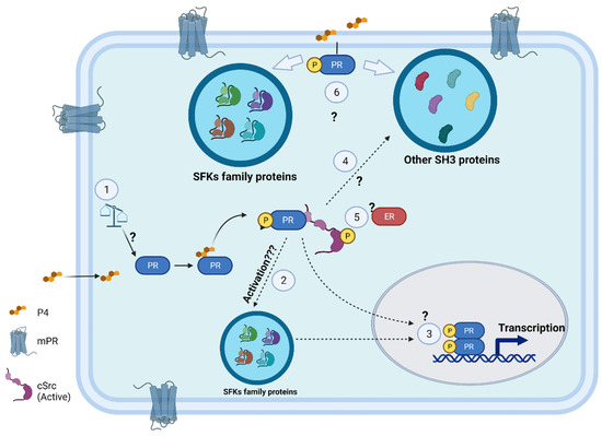 Cells | Free Full-Text | Rapid Actions of the Nuclear Progesterone ...