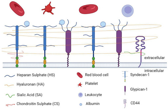 Vascular Endothelial Glycocalyx Damage and Potential Targeted Therapy ...