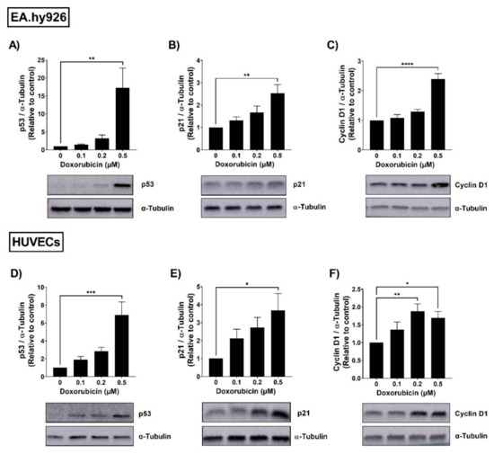EA.hy926 Cells and HUVECs Share Similar Senescence Phenotypes but Respond Differently to the ...