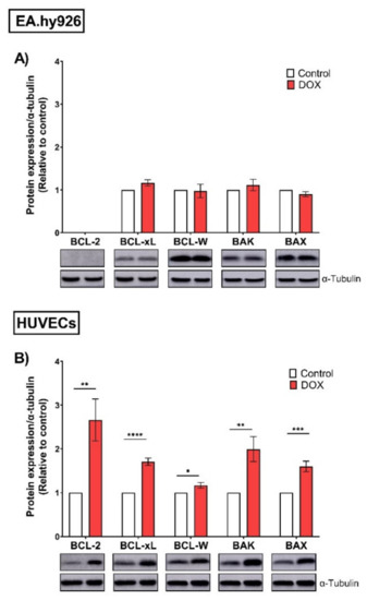 EA.hy926 Cells and HUVECs Share Similar Senescence Phenotypes but Respond Differently to the ...