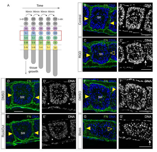 Cell–Fibronectin Interactions and Actomyosin Contractility Regulate the ...
