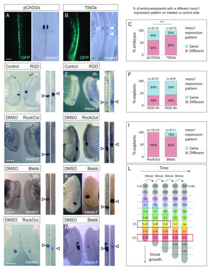 Cell–Fibronectin Interactions and Actomyosin Contractility Regulate the ...