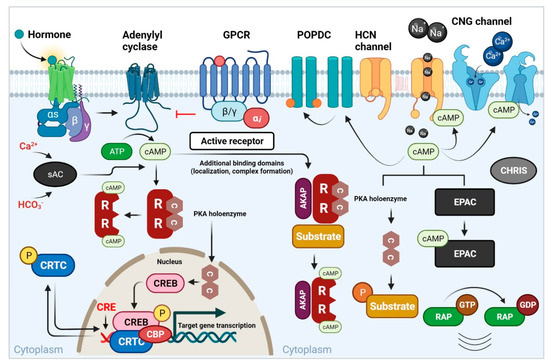 cAMP Signaling in Cancer: A PKA-CREB and EPAC-Centric Approach