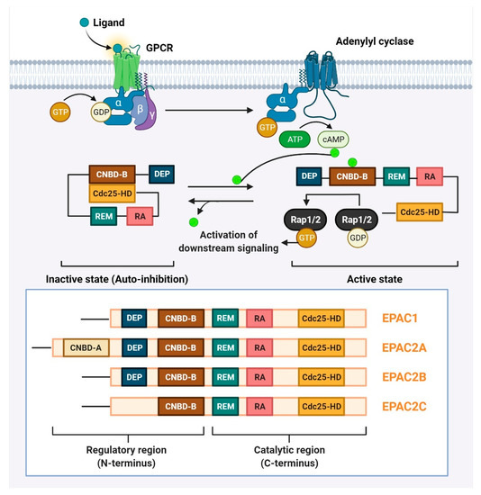 cAMP Signaling in Cancer: A PKA-CREB and EPAC-Centric Approach