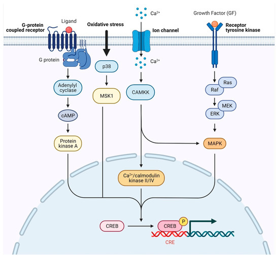 cAMP Signaling in Cancer: A PKA-CREB and EPAC-Centric Approach