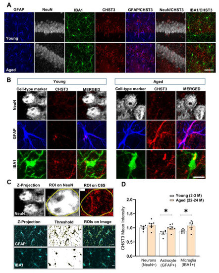 Aging-Associated Changes in Cognition, Expression and Epigenetic ...