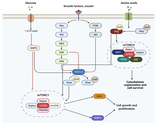The Interaction of mTOR and Nrf2 in Neurogenesis and Its Implication in ...