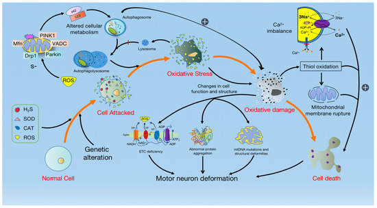 The Impact of Mitochondrial Dysfunction in Amyotrophic Lateral Sclerosis