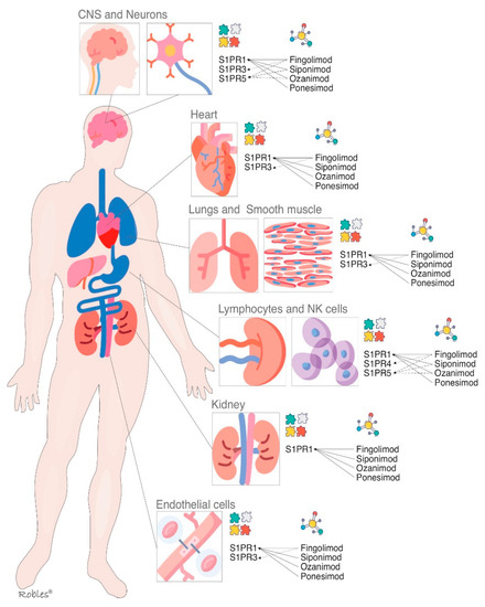 Sphingosine-1-Phosphate (S1P) and S1P Signaling Pathway Modulators ...