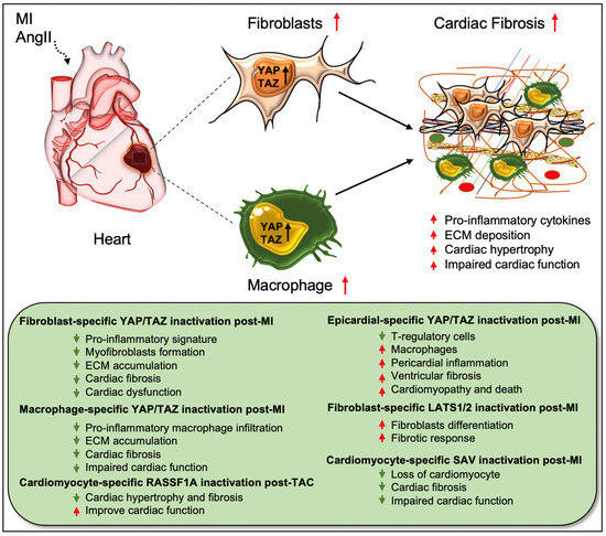 Cells | Free Full-Text | New Insights into Hippo/YAP Signaling in Fibrotic Diseases