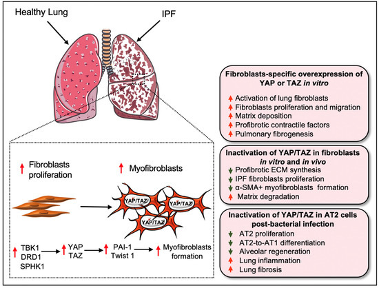 Cells | Free Full-Text | New Insights into Hippo/YAP Signaling in Fibrotic Diseases