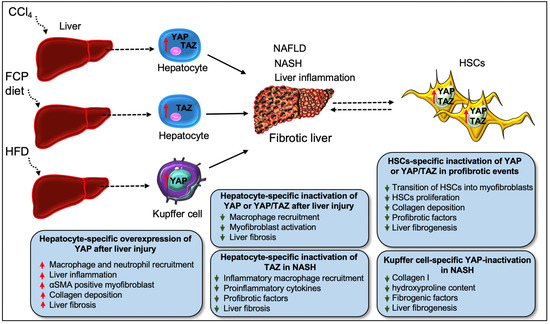 Cells | Free Full-Text | New Insights into Hippo/YAP Signaling in Fibrotic Diseases