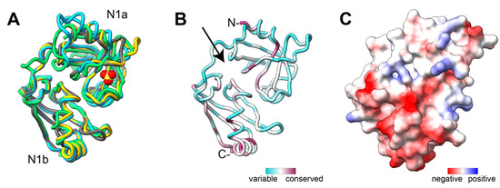 Insights into the Structure and Function of the Pex1/Pex6 AAA-ATPase in ...