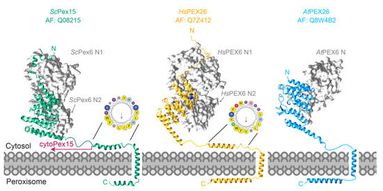 Insights into the Structure and Function of the Pex1/Pex6 AAA-ATPase in ...
