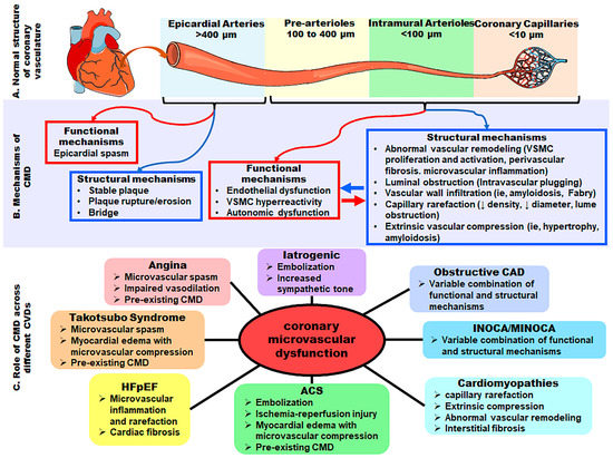 Endothelial Autophagy in Coronary Microvascular Dysfunction and ...