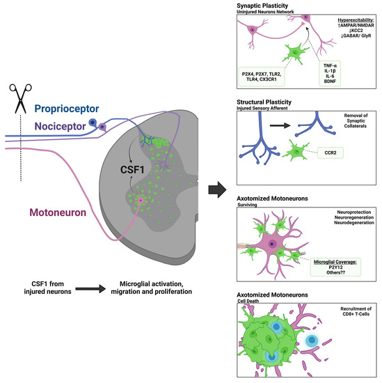 Cells | Free Full-Text | The Role of Microglia in Neuroinflammation of ...