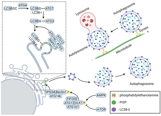 Cells | Free Full-Text | The Function of Autophagy as a Regulator of ...