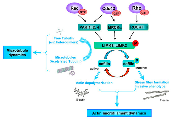 Cells | Free Full-Text | LIM Kinases, Promising but Reluctant ...
