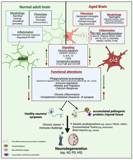 Microglia Phenotypes in Aging and Neurodegenerative Diseases
