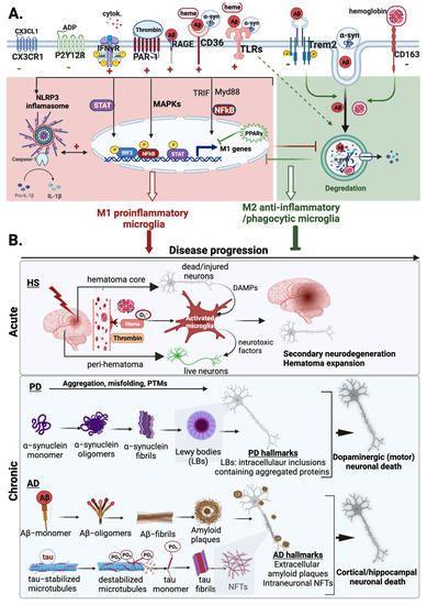 Microglia Phenotypes in Aging and Neurodegenerative Diseases