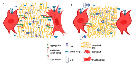 The Role of the Fibronectin Synergy Site for Skin Wound Healing