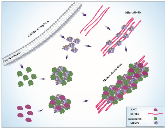 Cells | Free Full-Text | MFAP4-Mediated Effects in Elastic Fiber ...