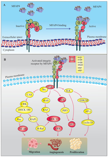 Cells | Free Full-Text | MFAP4-Mediated Effects in Elastic Fiber ...