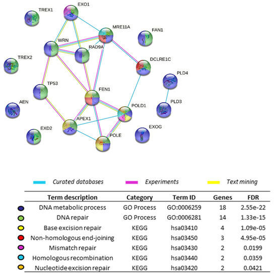 Cells | Free Full-Text | Exonucleases: Degrading DNA to Deal with ...