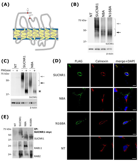 The Succinate Receptor SUCNR1 Resides at the Endoplasmic Reticulum and ...