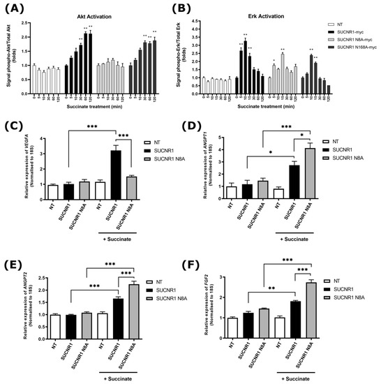 The Succinate Receptor SUCNR1 Resides at the Endoplasmic Reticulum and ...