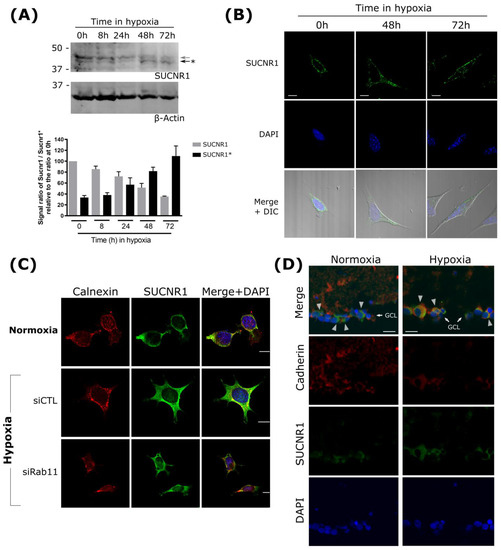 The Succinate Receptor SUCNR1 Resides at the Endoplasmic Reticulum and ...